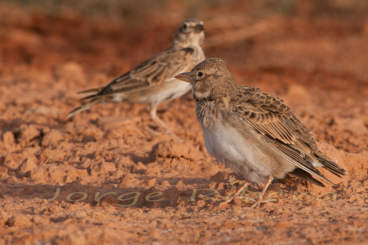 Alondras, Cogujadas y Terreras